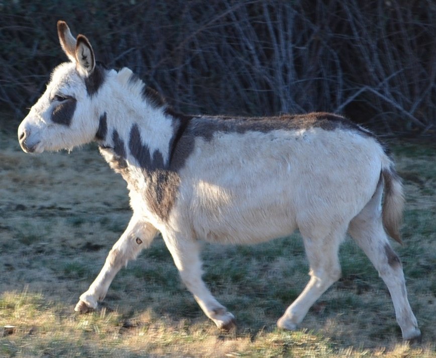 Miniature Donkey Ranch