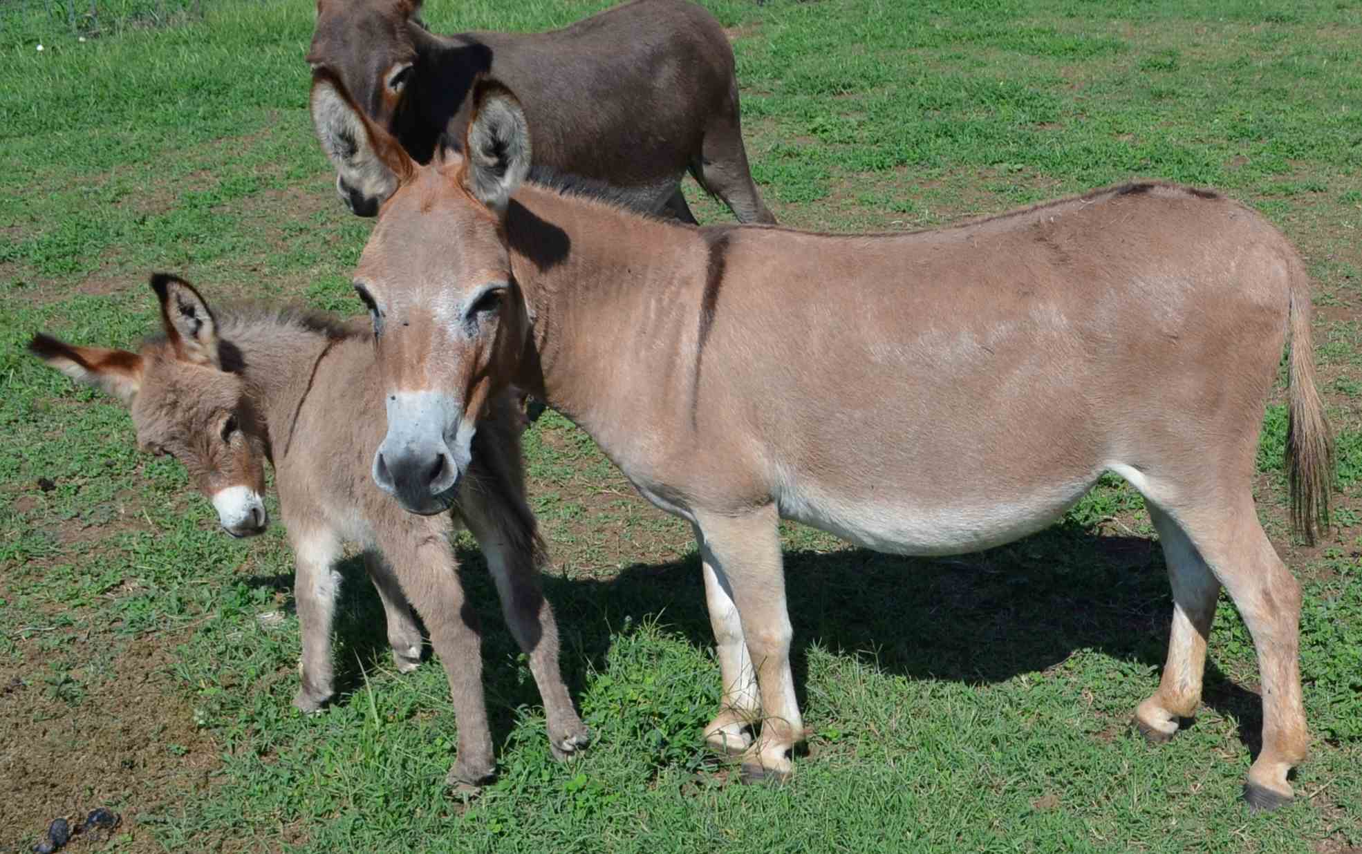 Miniature Donkey Ranch