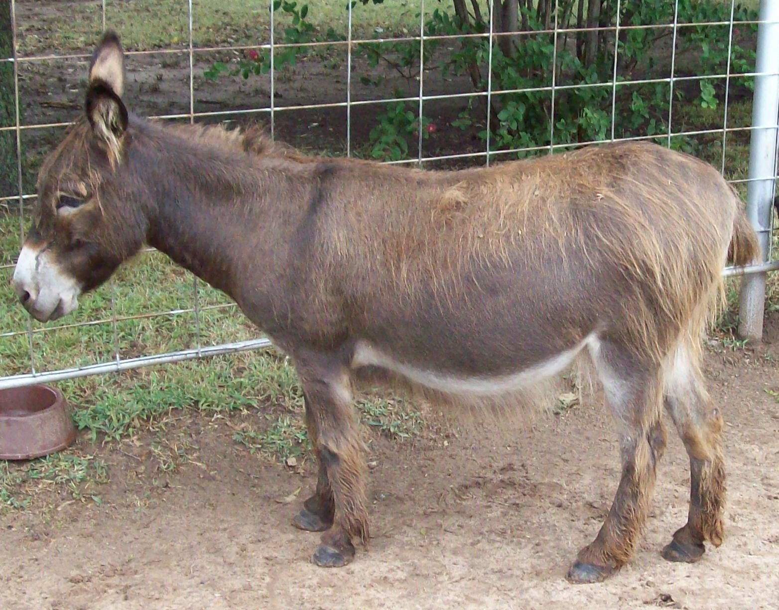 Miniature Donkey Ranch